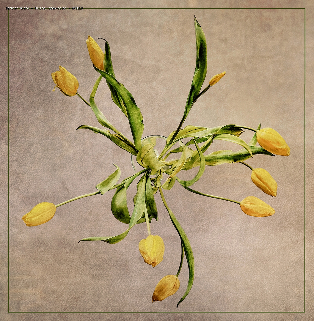 "APOLLO" Salon, Acceptances Gallery for the 12th Olympic Photo Circuit ...