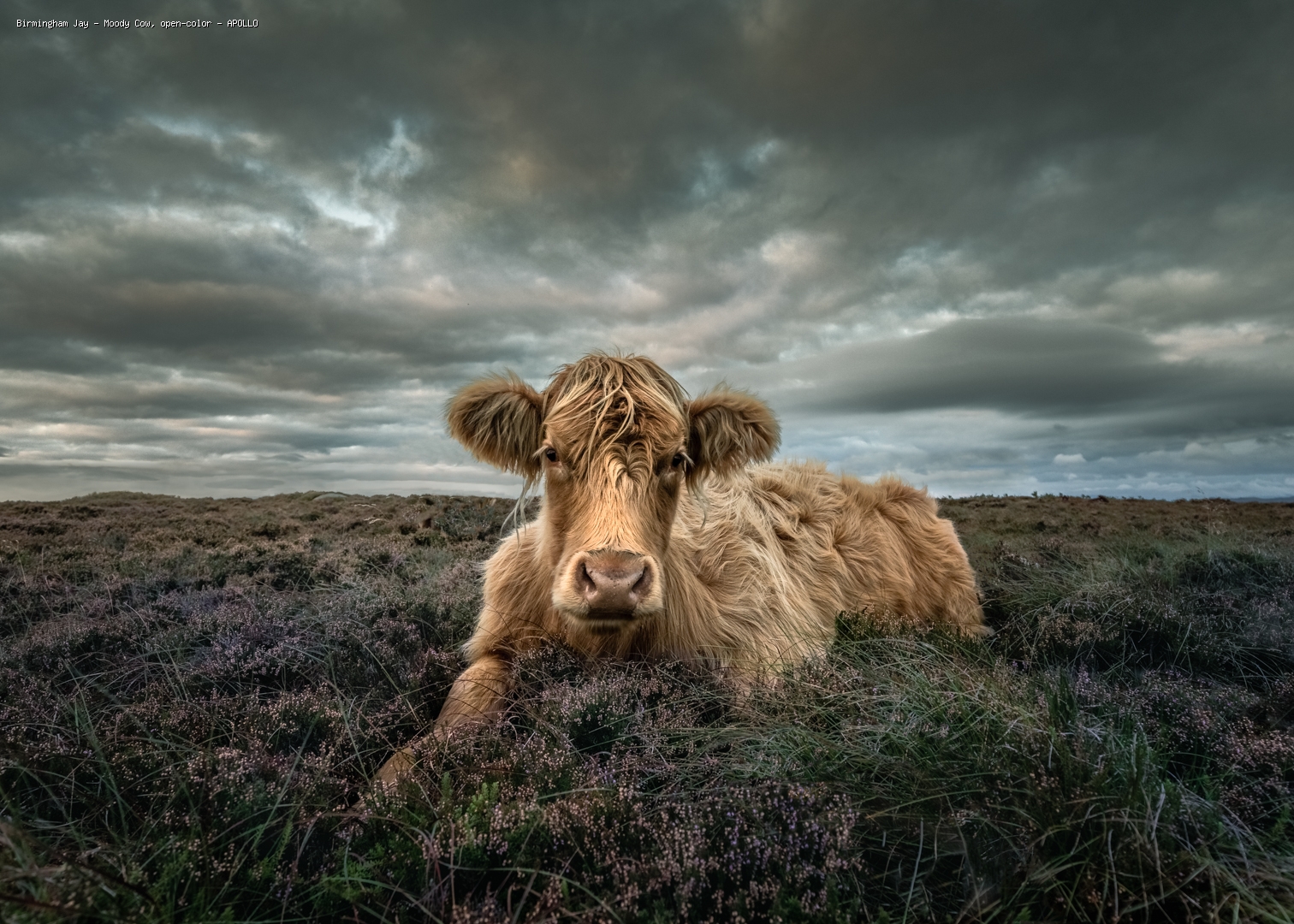 "APOLLO" Salon, Acceptances Gallery for the 12th Olympic Photo Circuit ...